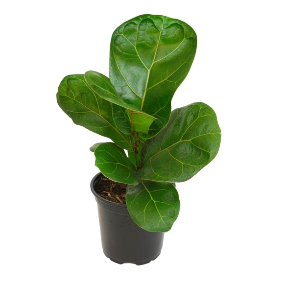 Other | Live Fiddle Leaf Fig Plant Ficus Lyrata | Poshmark